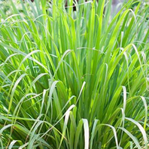 FEVER GRASS